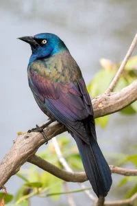 North American Birds with Blue Heads (16 Species with Pictures and ...