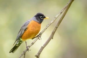 North American Birds with Orange Bellies (15 Species with Sound and ...