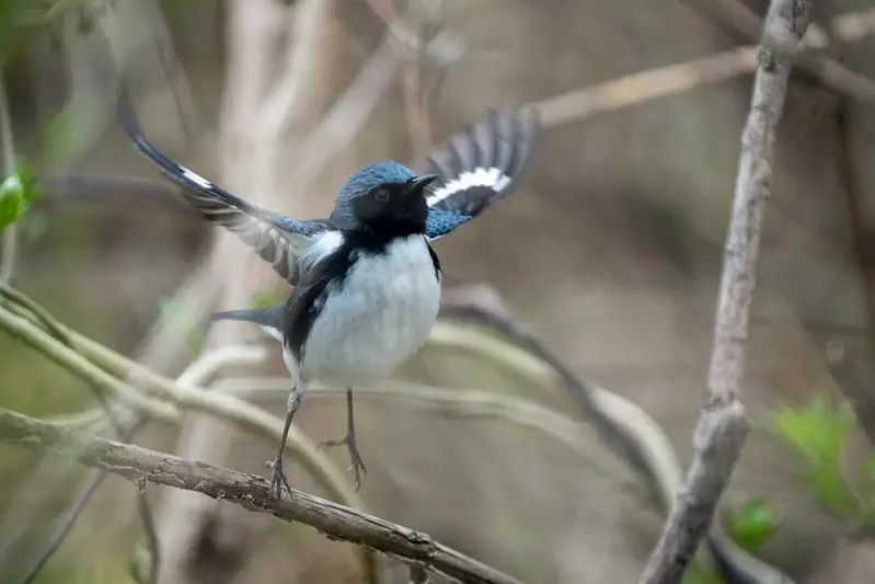 North American Birds with Blue Wings (13 Species with Pictures and ...