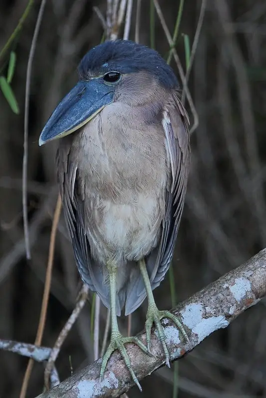 Birds with Blue Beaks (7 Species with Pictures and Sounds) - Wild Bird World