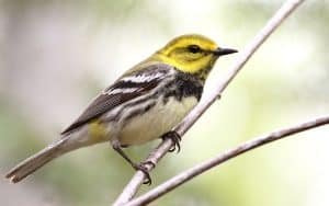 North American Birds with Yellow Bellies (34 Species with Pictures and ...