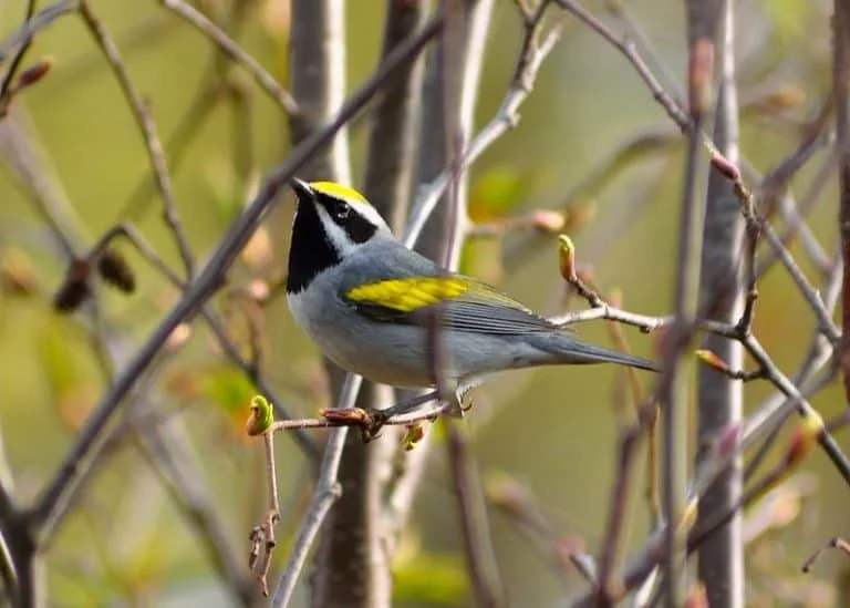 North American Birds with Yellow Wings (12 Species with Pictures and ...