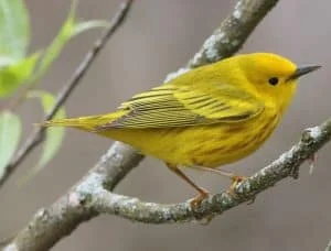 North American Birds with Yellow Bellies (34 Species with Pictures and ...