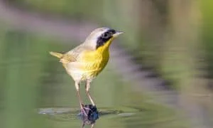 North American Birds with Yellow Wings (12 Species with Pictures and ...