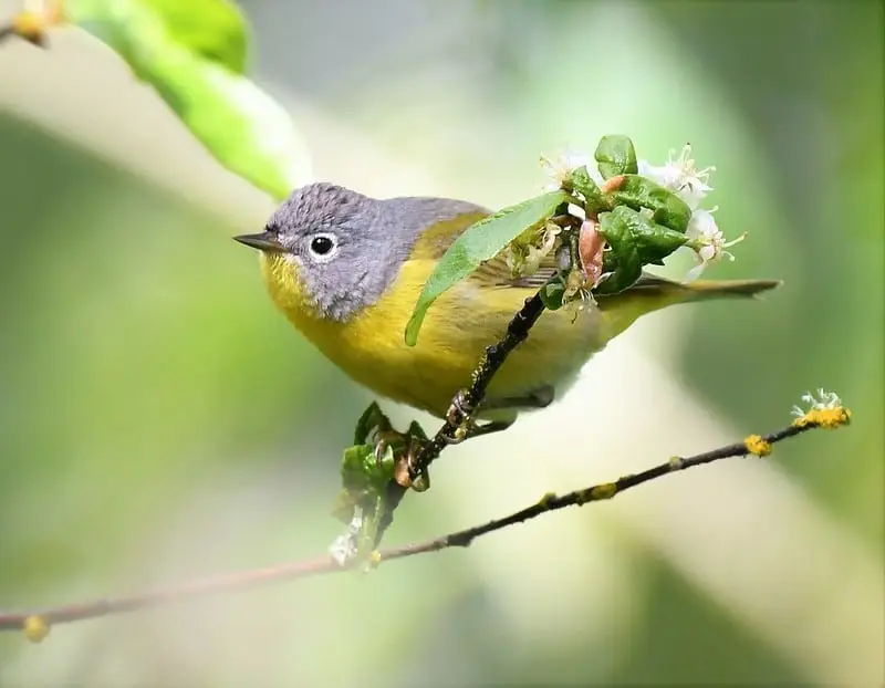 North American Birds with Yellow Wings (12 Species with Pictures and ...