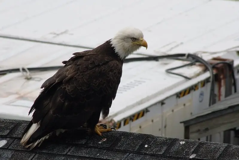 Differences between Hawks, Falcons and Eagles (8 Differences with ...