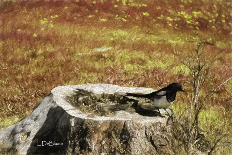 What does it mean to see a Single Magpie? (Symbolism & Meaning) - Wild ...