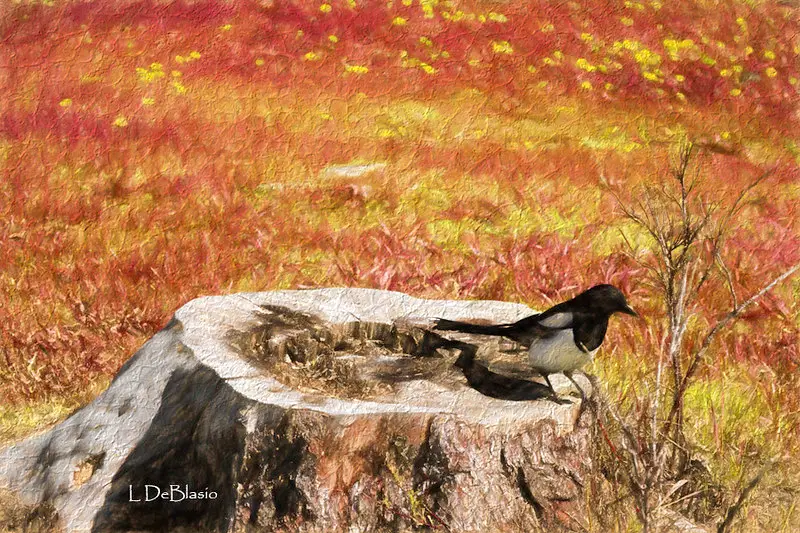What does it mean to see a Single Magpie? (Symbolism & Meaning) - Wild ...