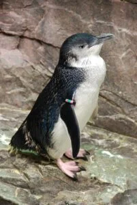 What is the World's Smallest Penguin? (Pictures & Sounds) - Wild Bird World