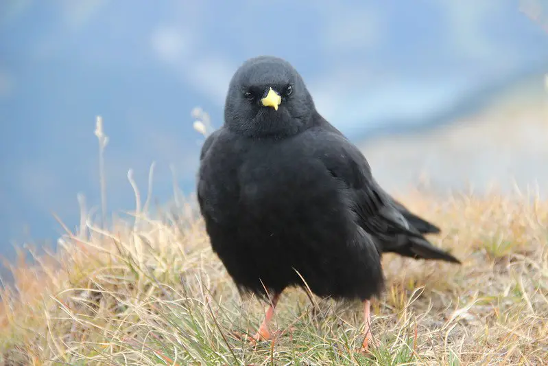 Birds in the Alps? (15 Species with Pictures and Sounds) - Wild Bird World
