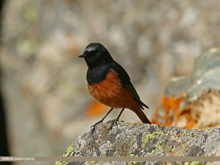Birds in the Alps? (15 Species with Pictures and Sounds) - Wild Bird World