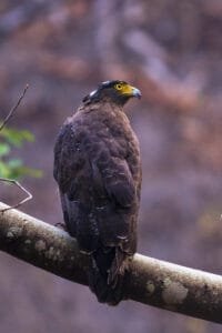 What is the World's Smallest Eagle? (Pictures and Facts) - Wild Bird World