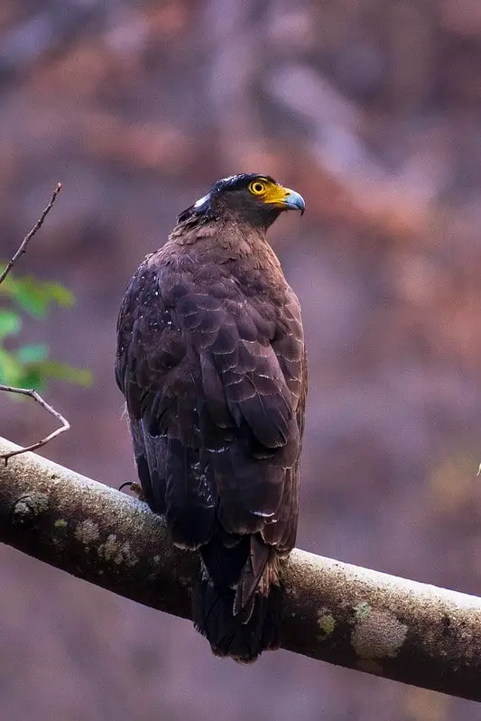 What is the World's Smallest Eagle? (Pictures and Facts) - Wild Bird World