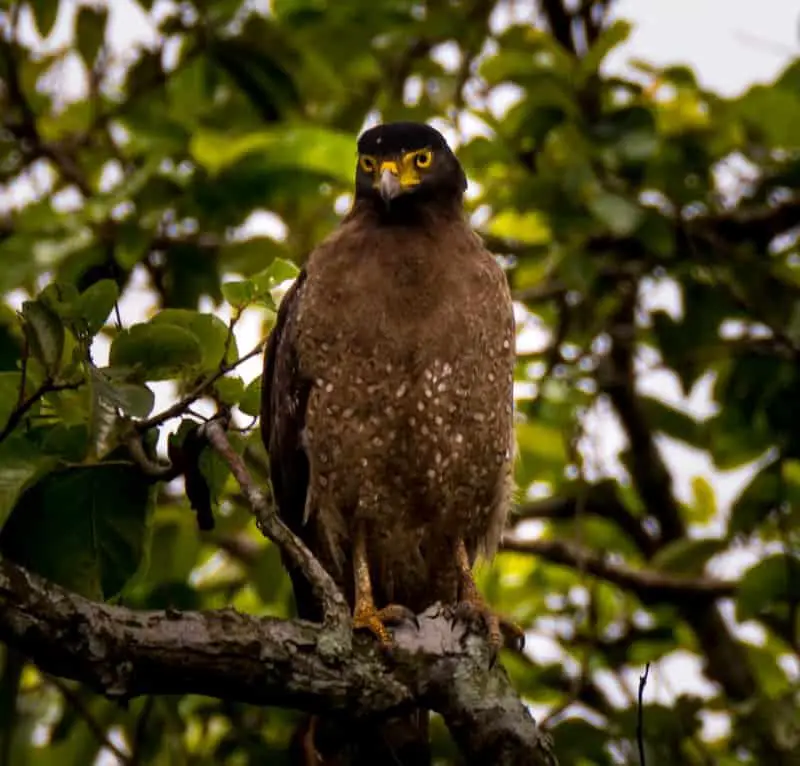 What is the World's Smallest Eagle? (Pictures and Facts) - Wild Bird World