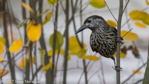 Birds in the Alps? (15 Species with Pictures and Sounds) - Wild Bird World