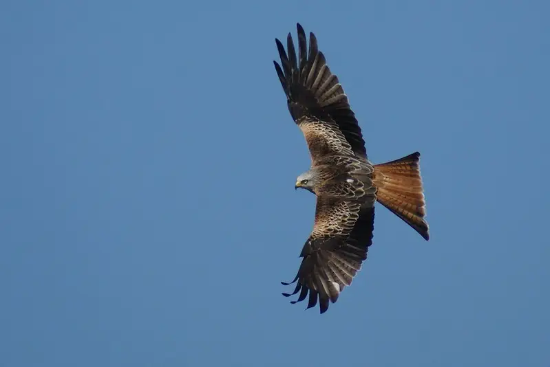What Birds of Prey can be seen in France? (10 Species with Pictures and ...