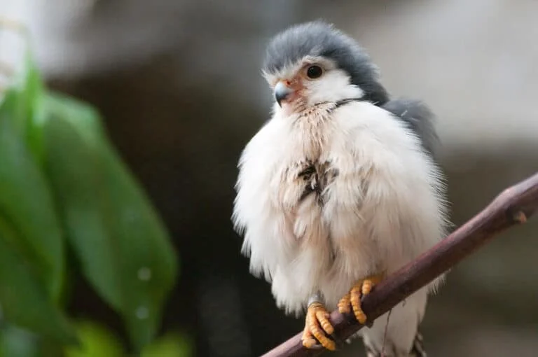 What is the Smallest Falcon in the World? (Pictures & Sounds) - Wild ...