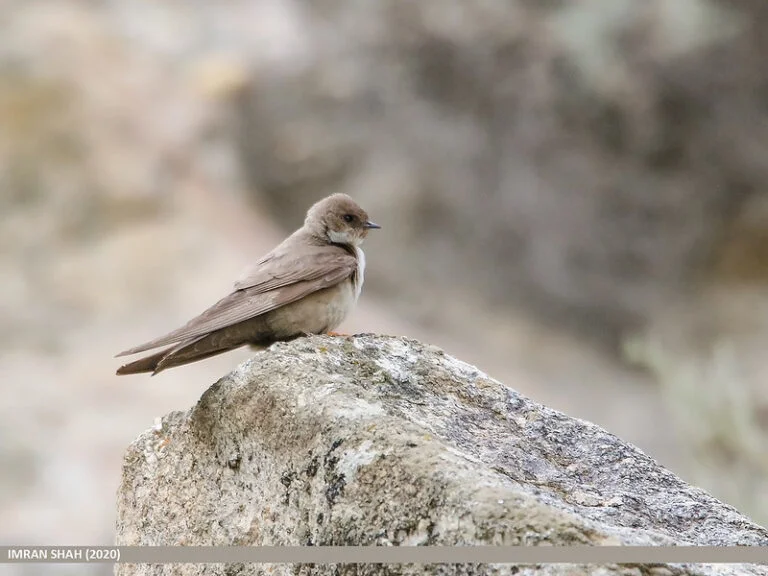 Birds in the Alps? (15 Species with Pictures and Sounds) - Wild Bird World
