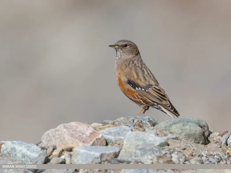 Birds in the Alps? (15 Species with Pictures and Sounds) - Wild Bird World