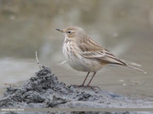 Birds in the Alps? (15 Species with Pictures and Sounds) - Wild Bird World