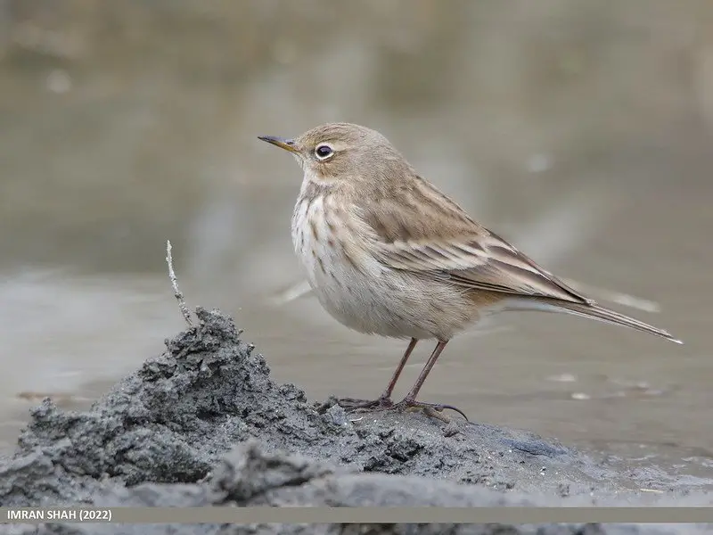 Birds in the Alps? (15 Species with Pictures and Sounds) - Wild Bird World