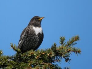 Birds in the Alps? (15 Species with Pictures and Sounds) - Wild Bird World