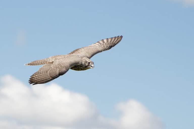 What is the World's Largest Falcon? (Pictures, Sounds and Facts) - Wild ...