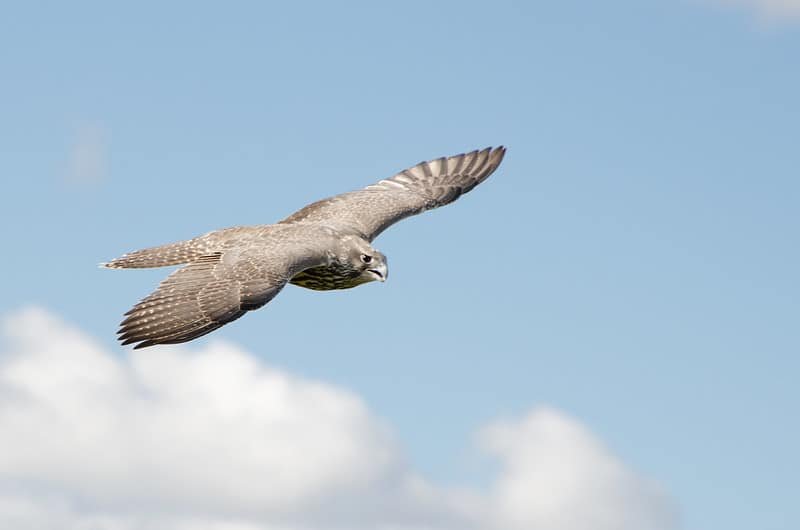 What is the World's Largest Falcon? (Pictures, Sounds and Facts) - Wild ...