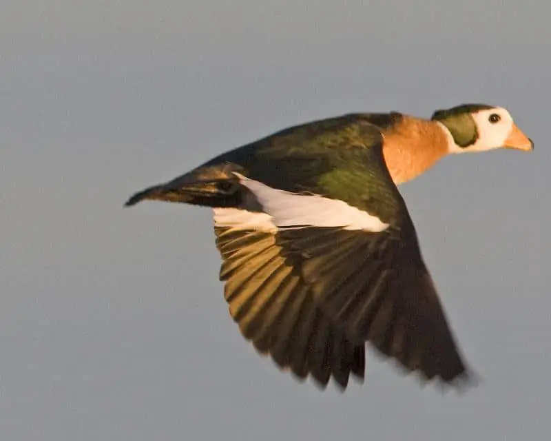 What is the World's Smallest Duck? (Pictures and Sounds) - Wild Bird World