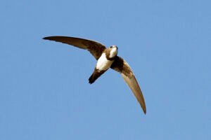 Birds in the Alps? (15 Species with Pictures and Sounds) - Wild Bird World