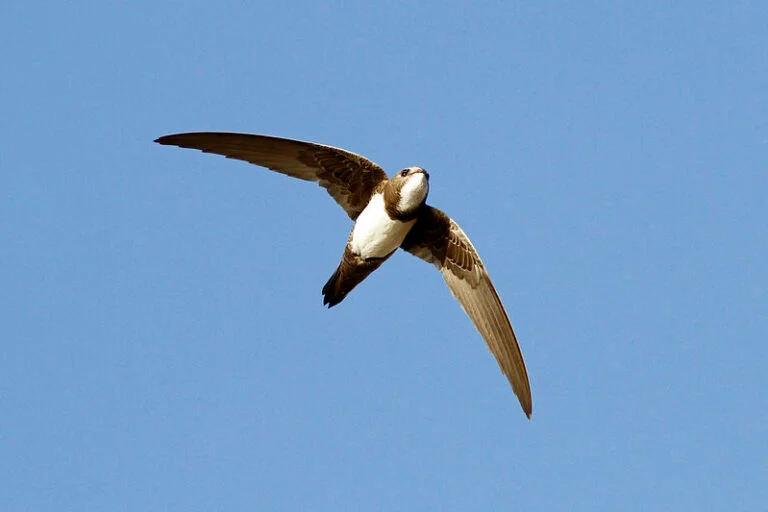 Birds in the Alps? (15 Species with Pictures and Sounds) - Wild Bird World