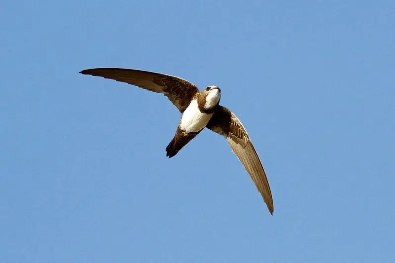 Birds in the Alps? (15 Species with Pictures and Sounds) - Wild Bird World