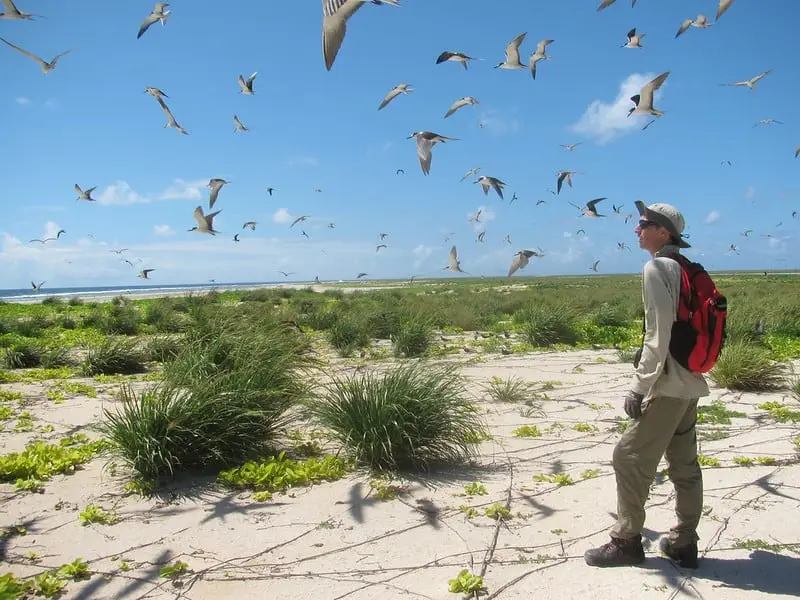 What is the World's Smallest Seabird? (Pictures & Sounds) - Wild Bird World