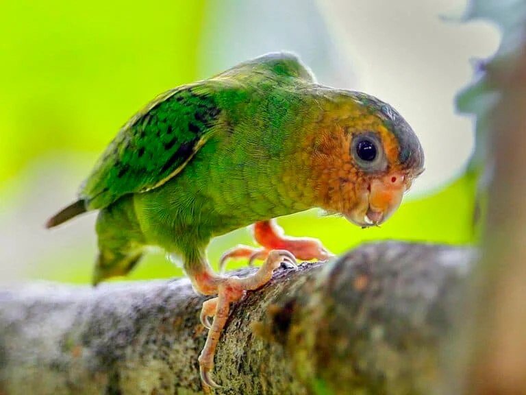 What is the World's Smallest Parrot? (Pictures and Sounds) - Wild Bird ...