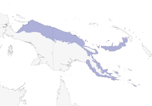 What is the World's Smallest Parrot? (Pictures and Sounds) - Wild Bird ...