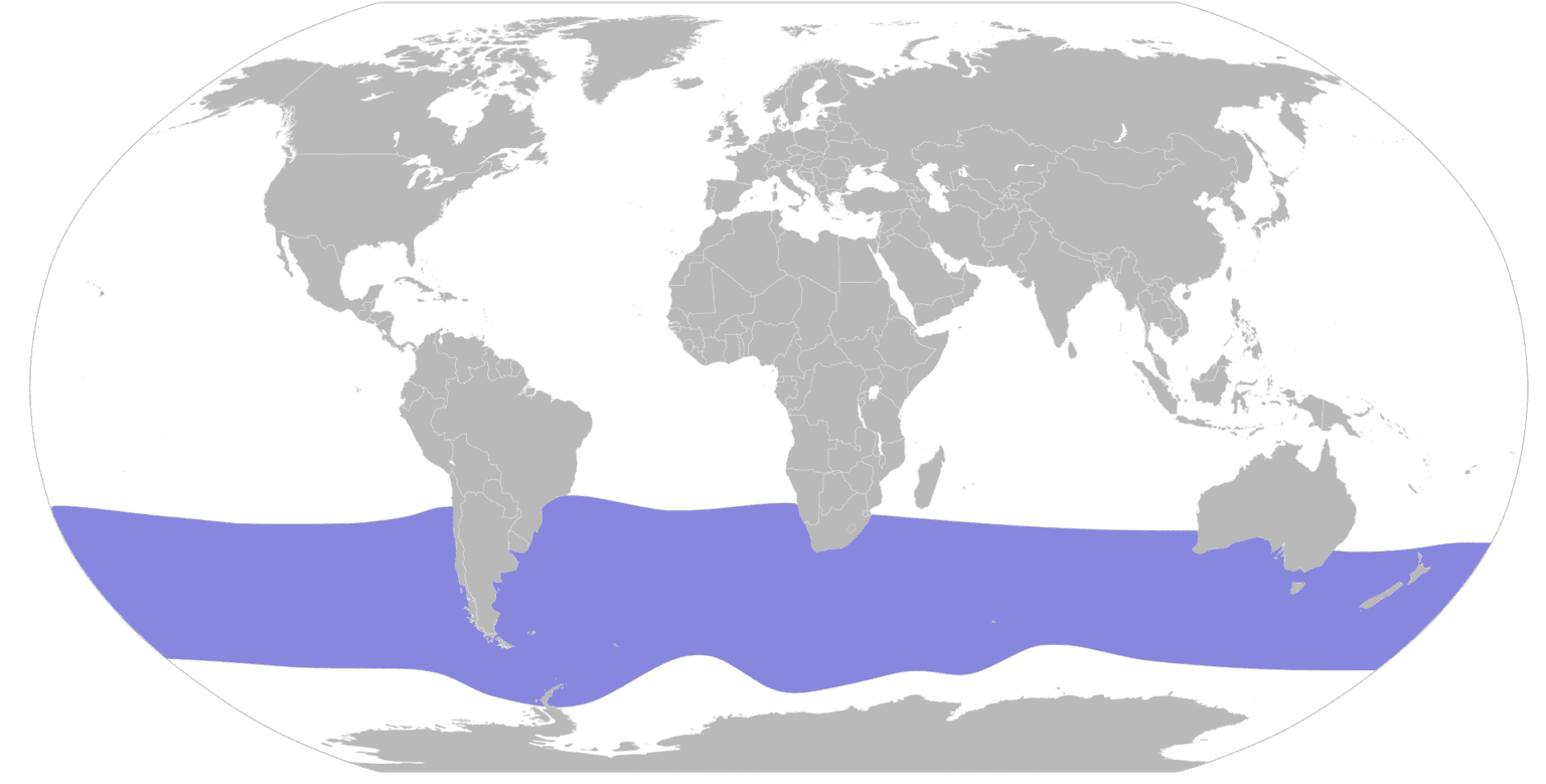 What is the World's Largest Seabird? (Pictures & Sounds) - Wild Bird World What is the World's Largest Seabird? (Pictures & Sounds) - Wild Bird World