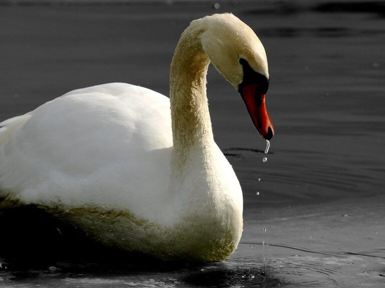 What is the Largest Waterfowl in the World? (Pictures & Sounds) - Wild ...