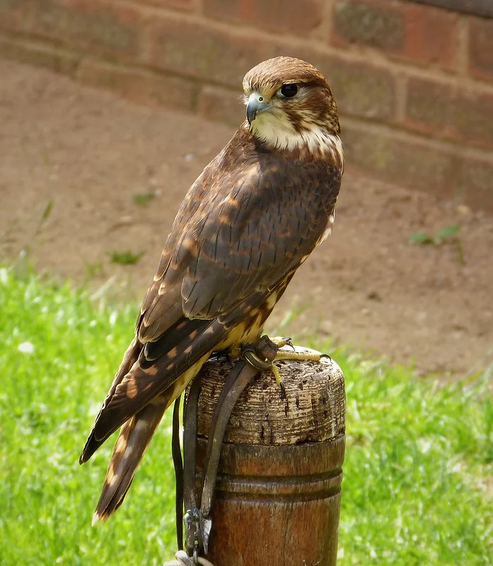 What Birds of Prey are in Scotland? (Pictures & Sounds) - Wild Bird World