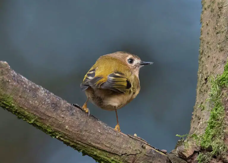 What is the World's Smallest Songbird? (Pictures & Sounds) - Wild Bird ...