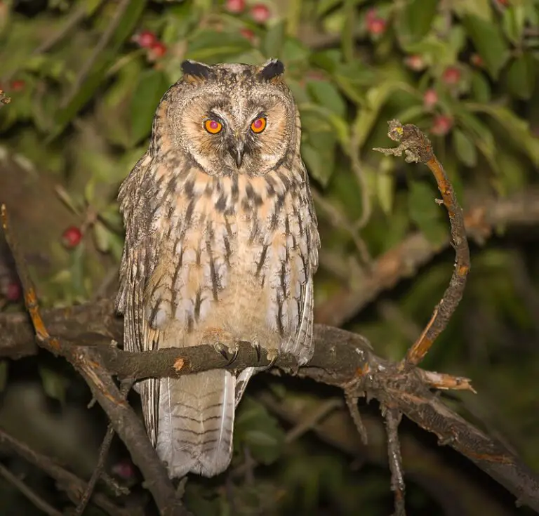 What Birds of Prey can be seen in Switzerland? (13 Species with ...