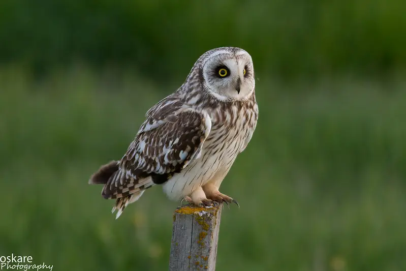 What Birds of Prey can you see in Belgium? (14 Species with Pictures ...