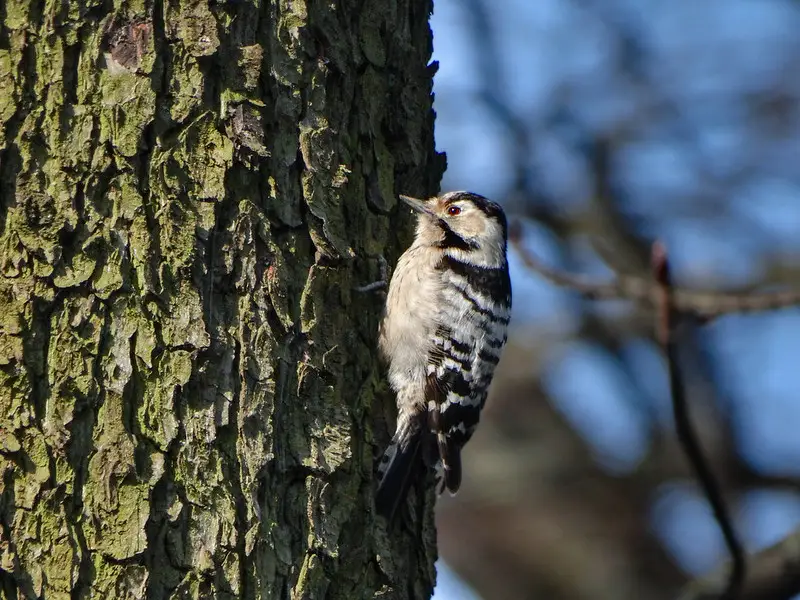 What Woodpeckers can you see in Germany? (8 Species with Pictures ...