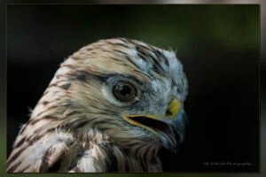 What Hawks can you see in Germany? (3 Species with Pictures & Sounds ...