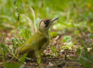 What Woodpeckers can you see in Germany? (8 Species with Pictures ...