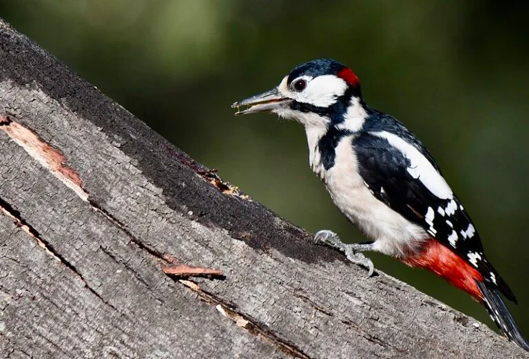What Woodpeckers can you see in Germany? (8 Species with Pictures ...