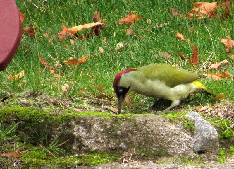 What Woodpeckers can you see in Germany? (8 Species with Pictures ...