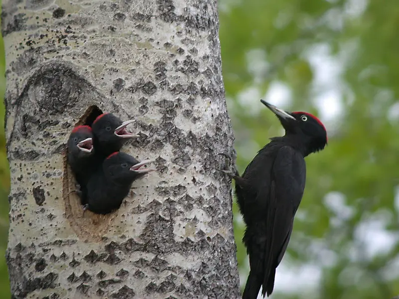 What Woodpeckers can you see in Germany? (8 Species with Pictures ...