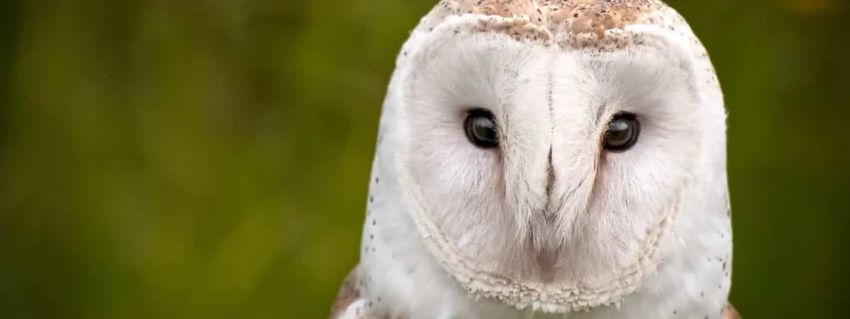 Owls in Florida (7 species with pictures) - Wild Bird World