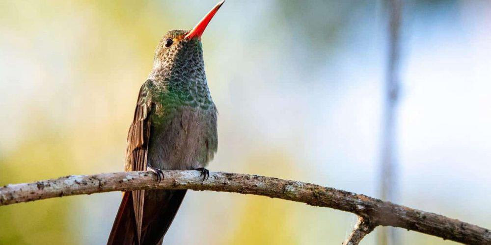 Hummingbirds in Arizona (16 Species with Pictures) - Wild Bird World